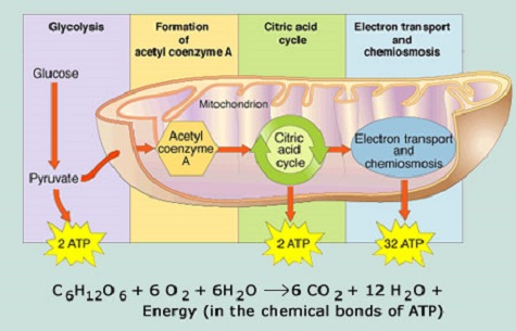 Cellbiologi | Biologi